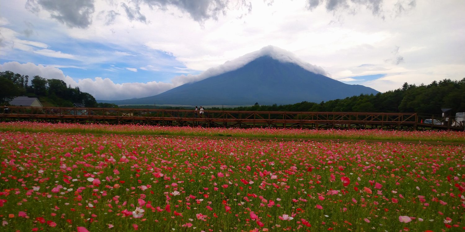 Manga en català, segon impacte | Hana Monogatari